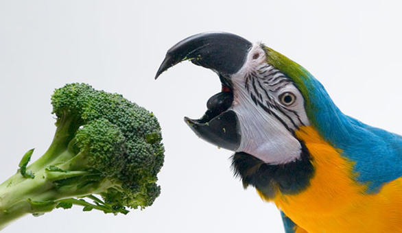 Long Island Parrot Society - Adoptions, Events, Education, Meetings