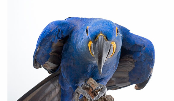 Long Island Parrot Society - Adoptions, Events, Education, Meetings