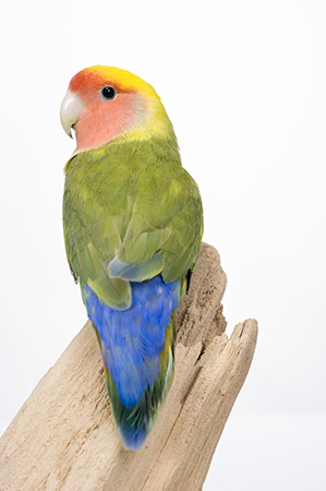 Long Island List of Parrot & Bird Breeders