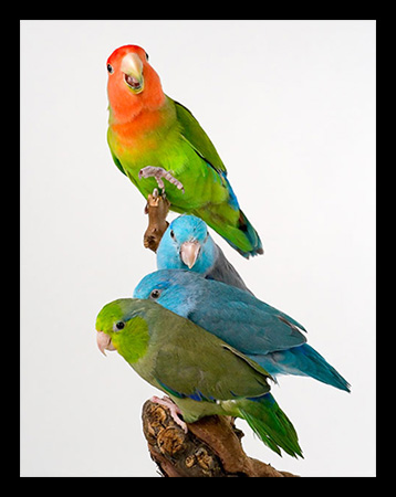 Donate To The Long Island Parrot Society